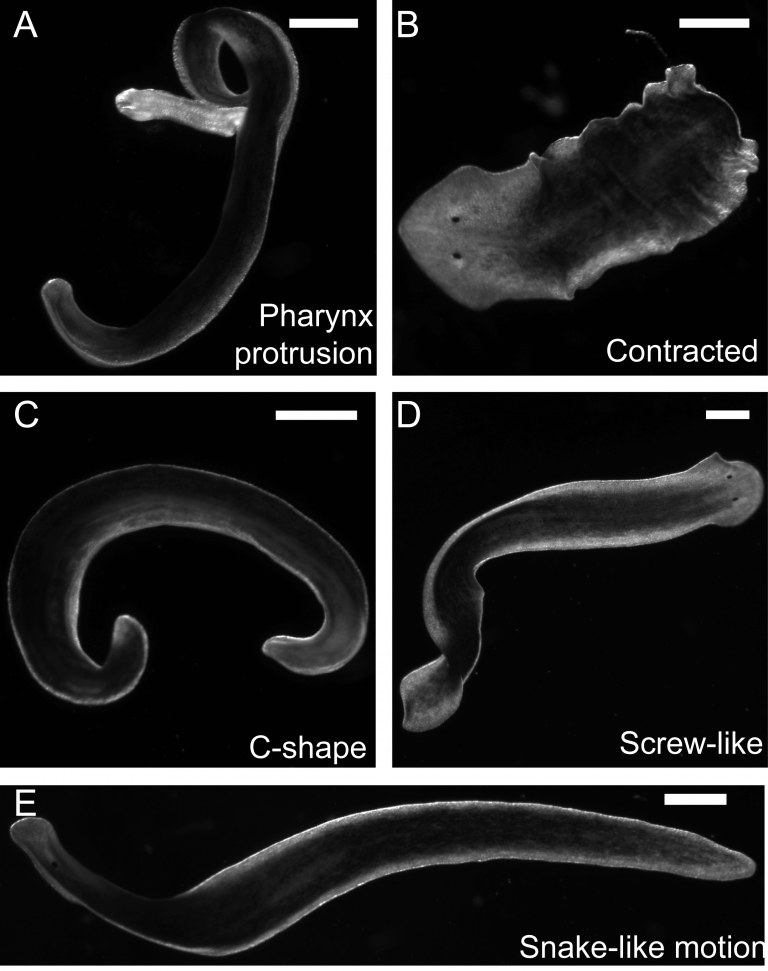 Research – Systems Biology